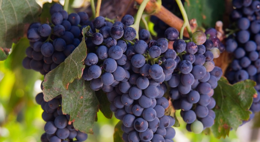 Saznajte zašto je grožđe dobro za zdravlje! - CentarZdravlja
