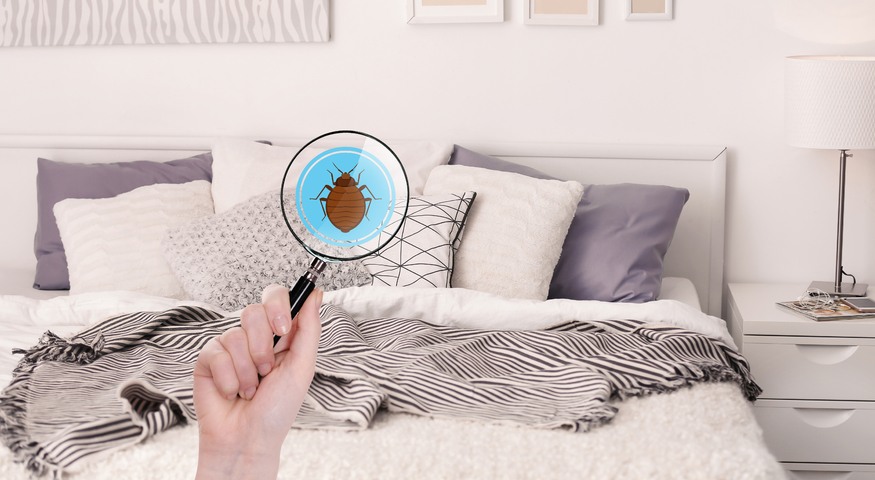 Stjenice napadaju, saznajte kako ih se riješiti - CentarZdravlja