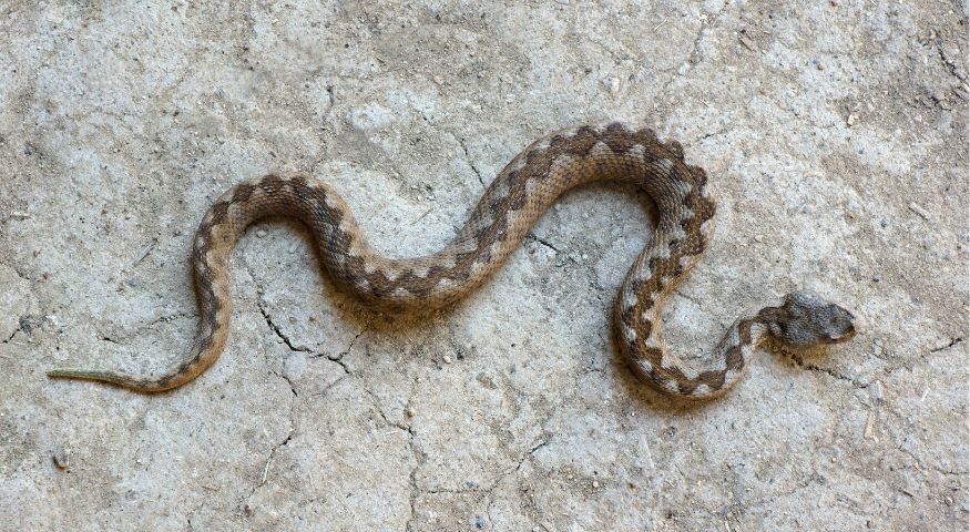 Ugriz zmije: Simptomi, prva pomoć i što nikako ne smijete učiniti ...