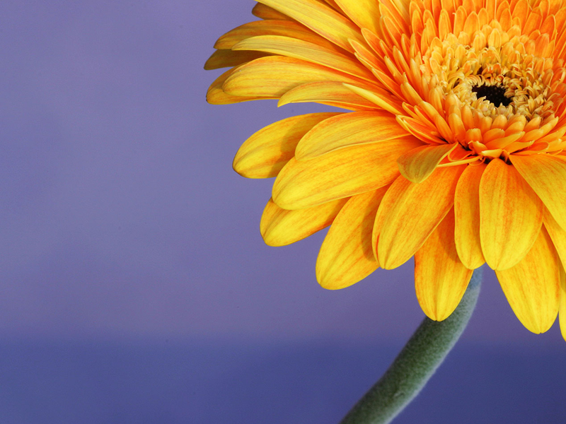 Neven - CentarZdravlja